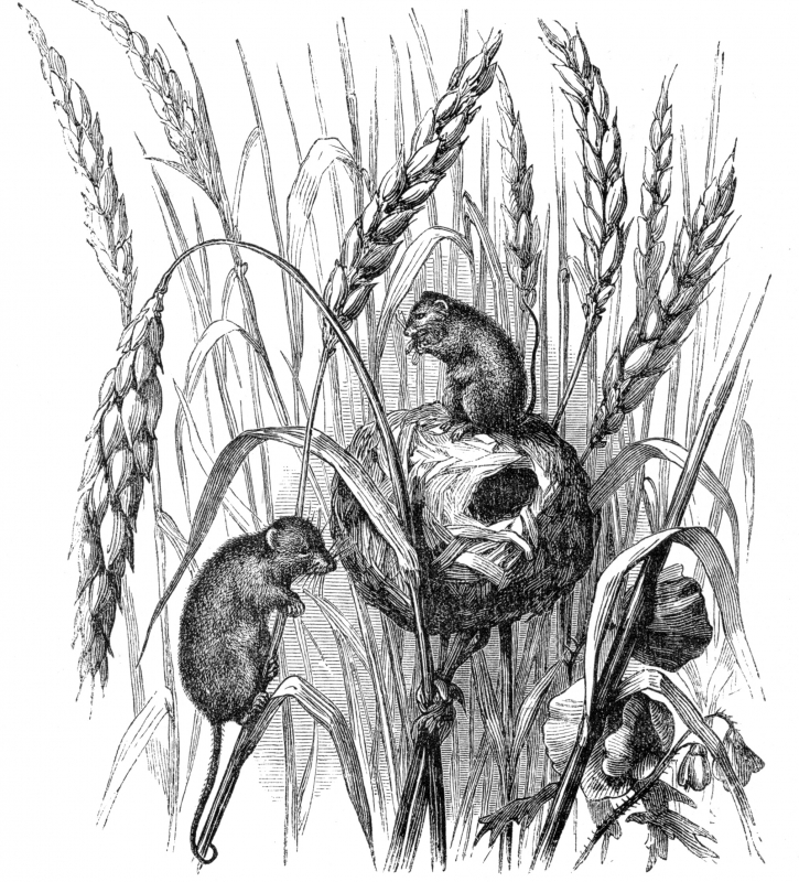 Mammal Illustrations-harvest mouse illustration