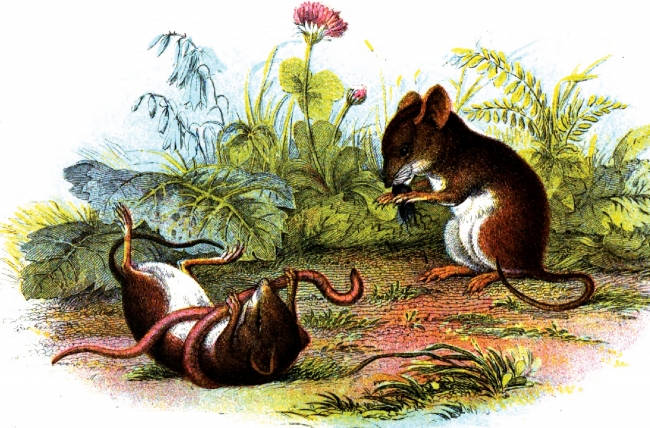Free Harvest Mouse With Worm In Mouth Color Illustration - Classroom ...