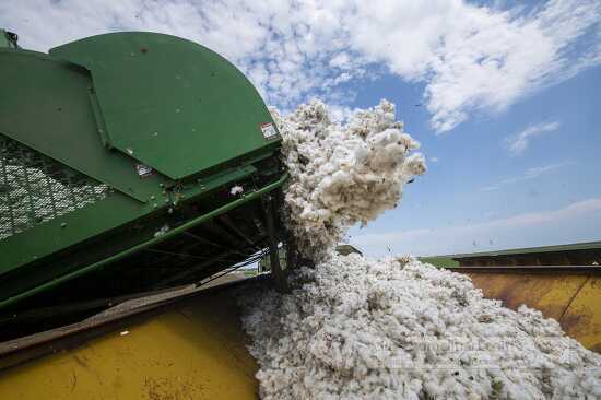 harvester unloads cotton bolls into a cotton module builder - Classroom ...