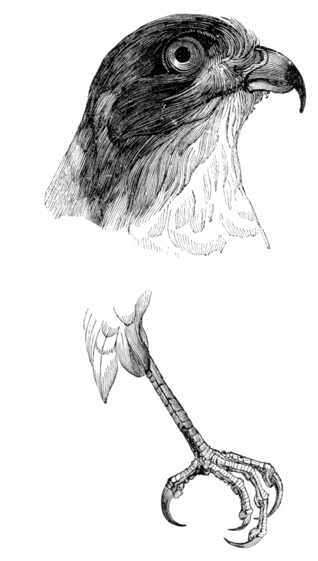 head foot american sparrow hawk bird illustration - Classroom Clip Art