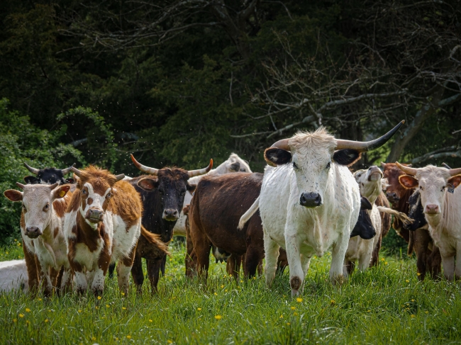 Heard of miniature riding bulls graze in a field - Classroom Clip Art