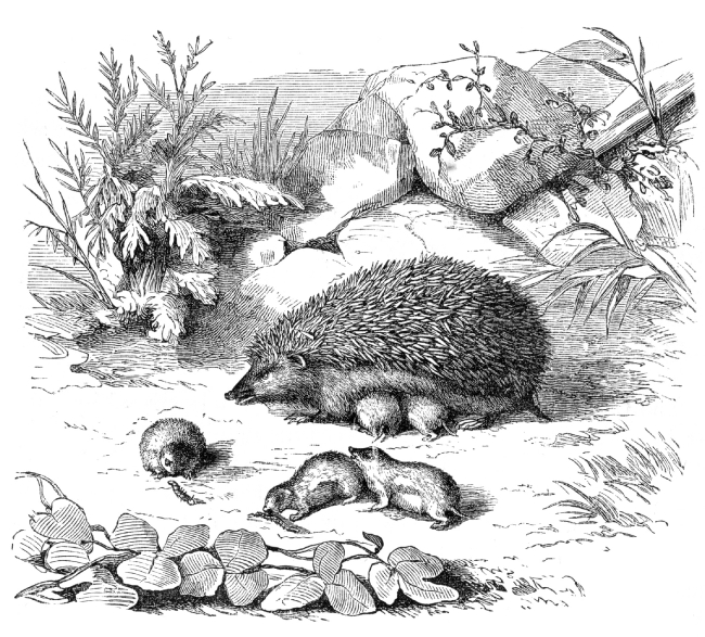 Mammal Illustrations - hedgehog family illustration