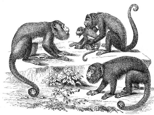 howler_monkey illustration - Classroom Clip Art