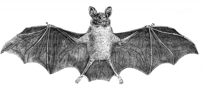 Mammal Illustrations - javelin vampire bat illustration