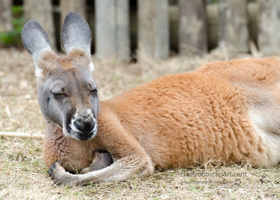 kangaroo relaxing laying on grass photo image 3770 - Classroom Clip Art
