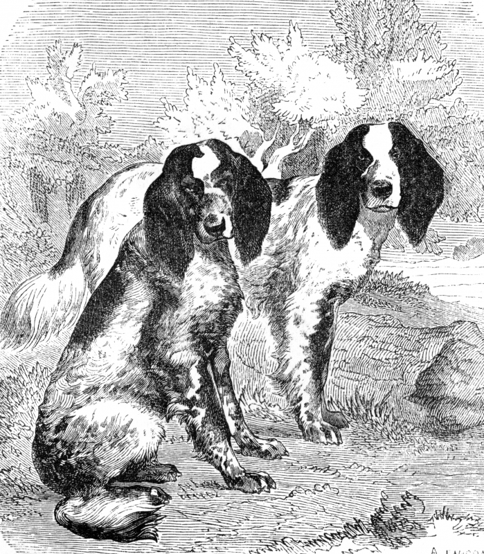 Mammal Illustrations-land spaniel illustration