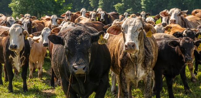 Large group of cattle - Classroom Clip Art