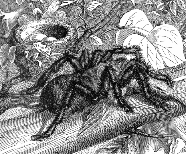 Free large spider branch 1191 - Classroom Clipart