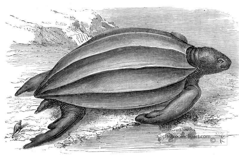 leather back turtlleather back turtle illustration e 463 - Classroom ...