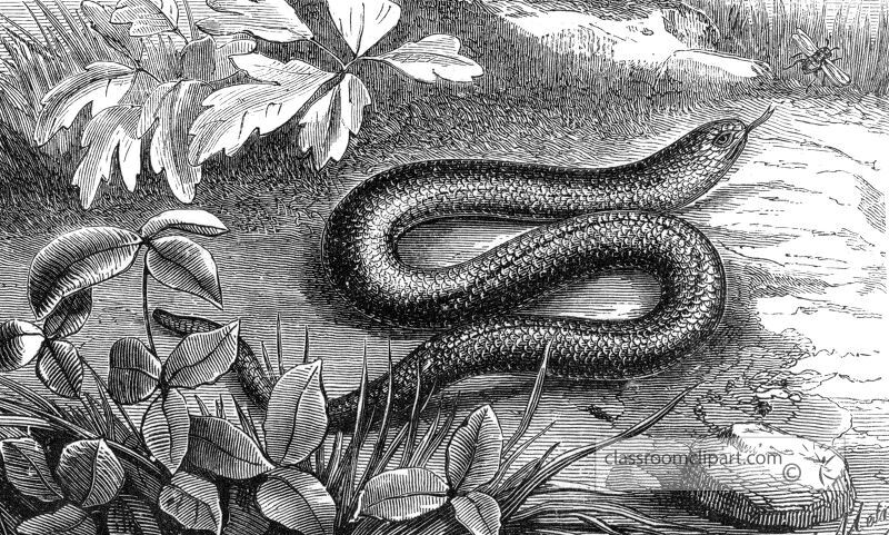 legless lizard Illustration - Classroom Clip Art