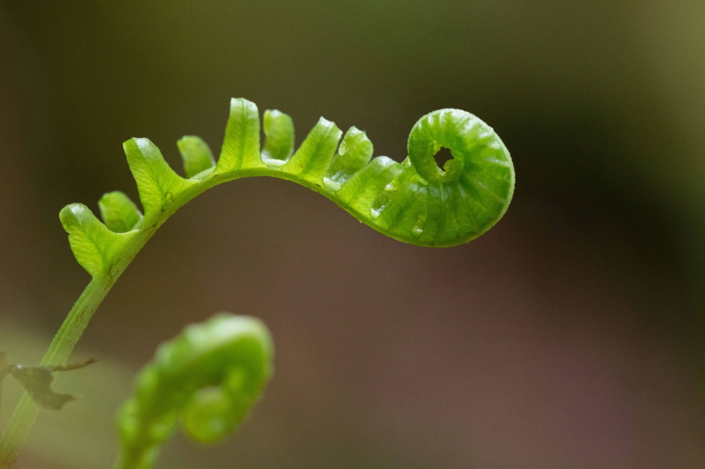 Licorice fern Polypodium glycyrrhiza - Classroom Clip Art
