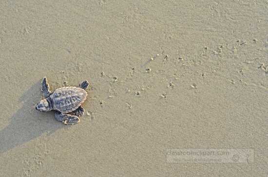 loggerhead turtle hatchling - Classroom Clip Art