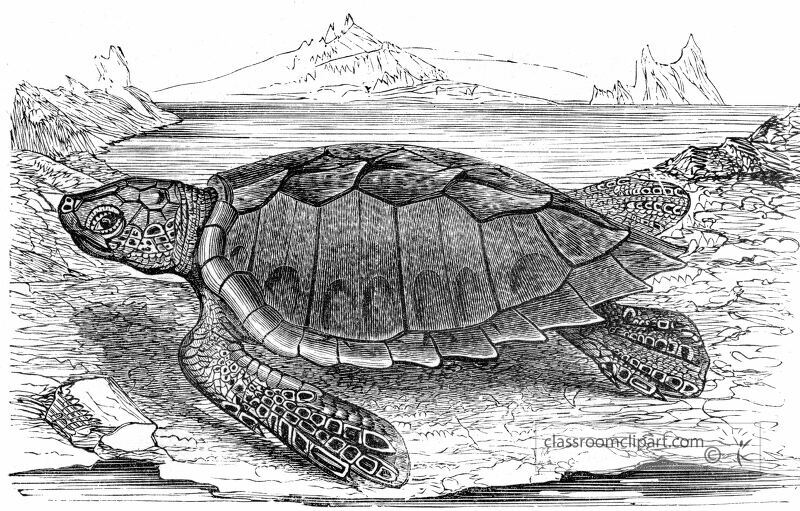 loggerhead turtle historical illustration - Classroom Clip Art