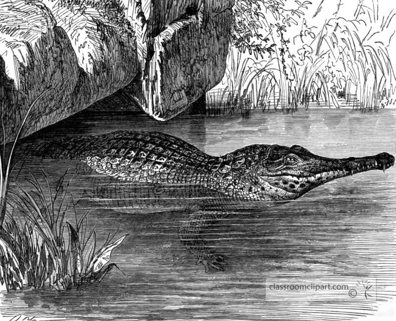 long nose crocodile bw animal illustration - Classroom Clip Art