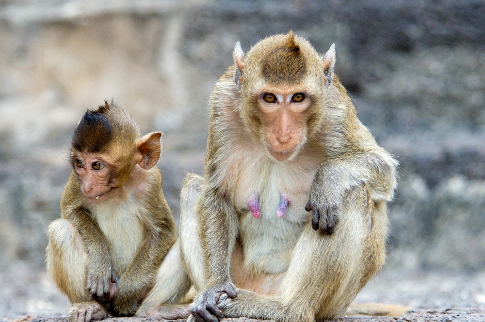 macaque monkey thailand 012a - Classroom Clipart