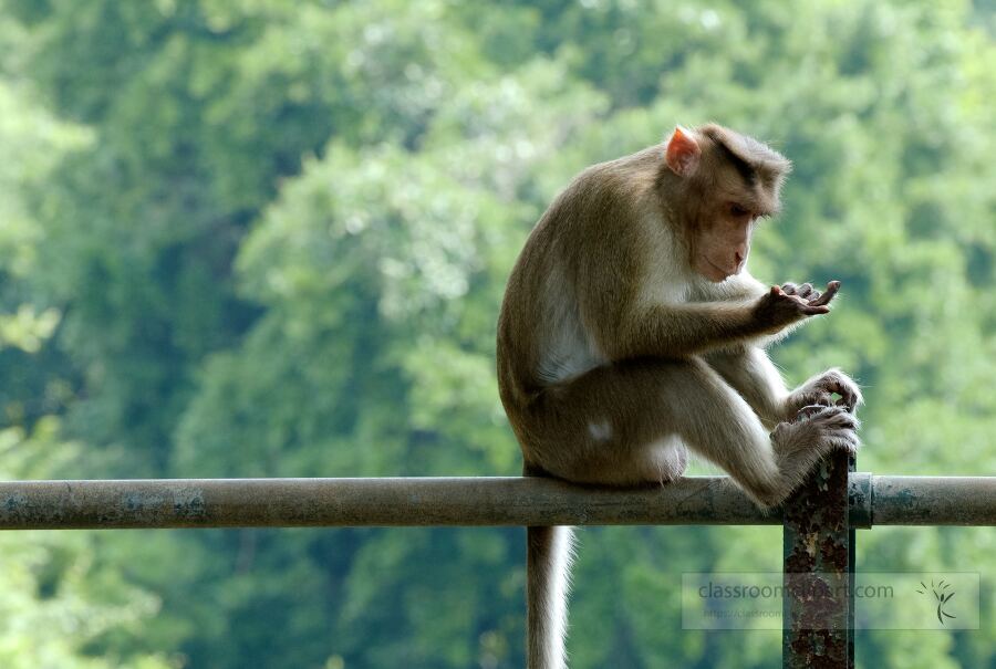 Macque Monkeys in Trees Elephanta Island near Mumbai Photo - Classroom ...