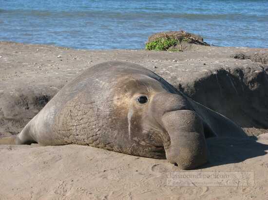 Male northern elephant sea on a sandy beach along the coast of ...