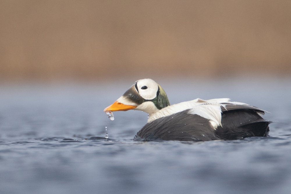 male spectacled eider feeding - Classroom Clipart
