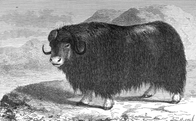 Mammal Illustrations-musk ox illustration