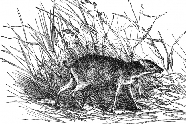 napu pigmy musk deer illustration - Classroom Clipart