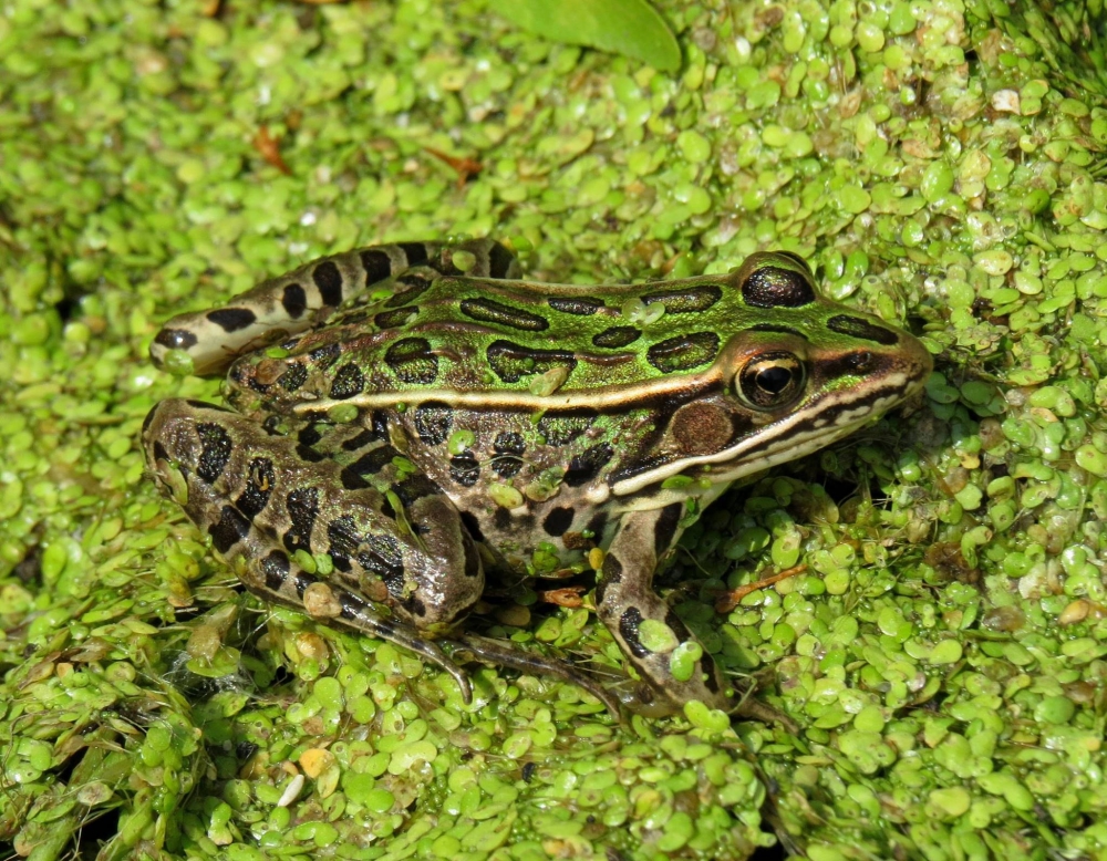 Northern Leopard Frog - Classroom Clip Art