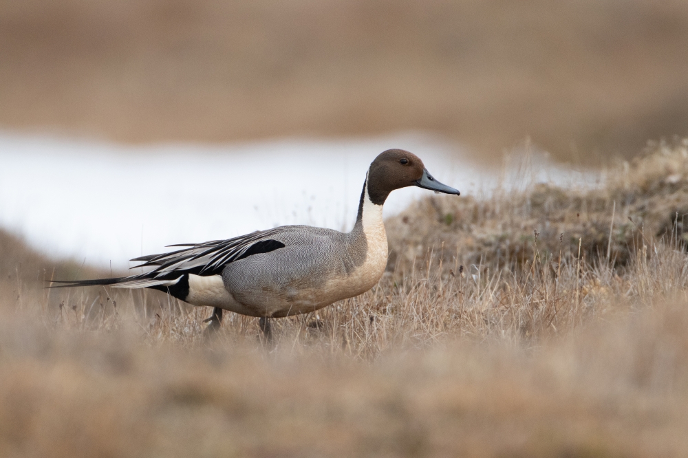Bird Photos-northern pintail drake