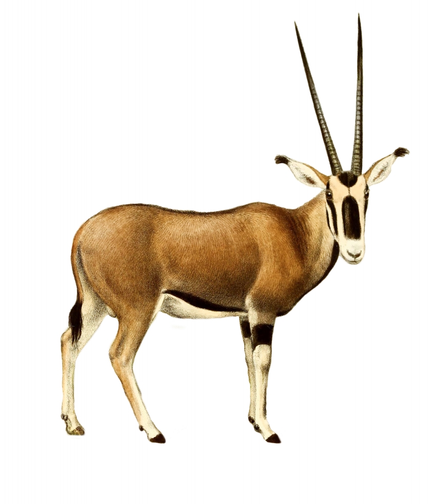 Antelope Photos - oryx antelope color illustration on white background
