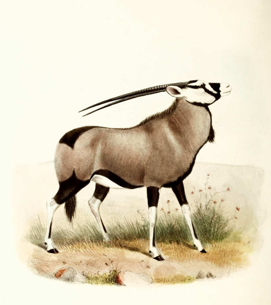 Free oryx antelope side view color illustration - Classroom Clipart