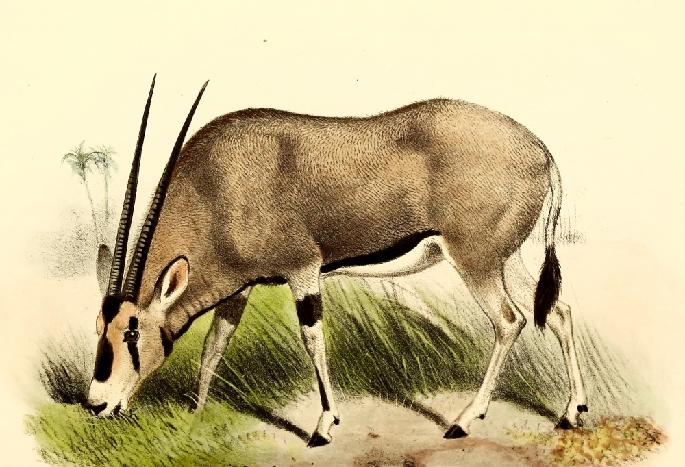 Antelope Photos - oryx antelopes color Illustration