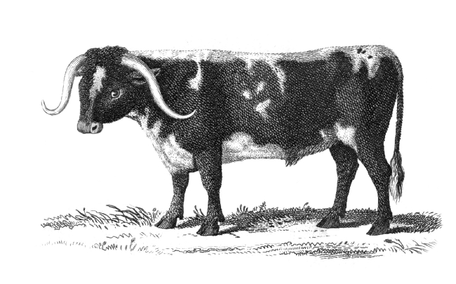 Mammal Illustrations-musk ox illustration