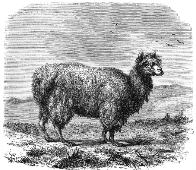 Free sooty paca illustration - Classroom Clipart