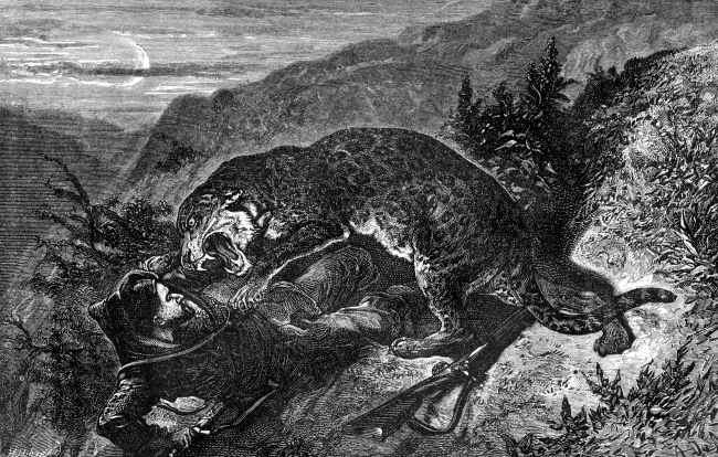 Mammal Illustrations-panther attacks bombonnel illustration