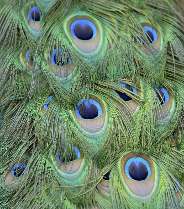 peacock - Classroom Clip Art