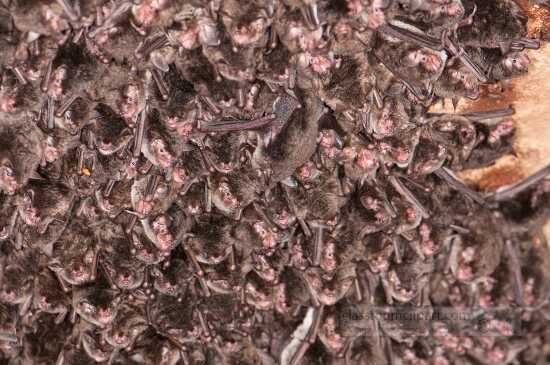 Bat Pictures-photo clustered southeastern bats