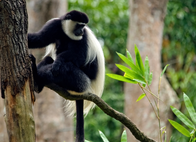 Photo Colobus monkey singapore zoo 8004 - Classroom Clip Art