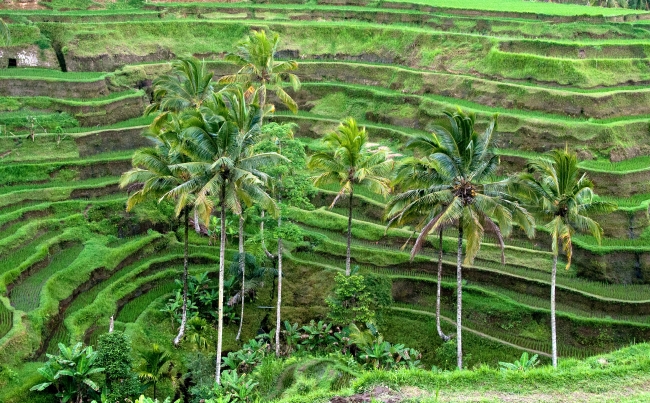 Indonesia Photos-Photo Rice Paddy Ubud Bali 6669b