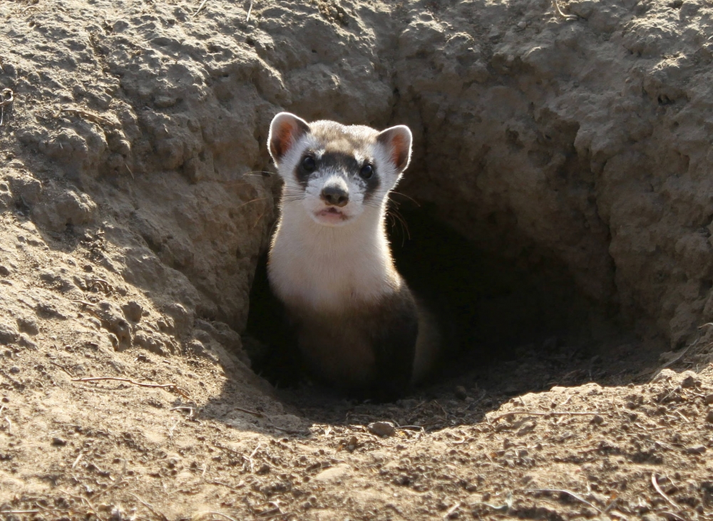 photo-black-footed-ferret-front-view-colorado - Classroom Clip Art