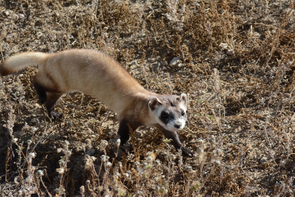 photo-black-footed-ferret-walking-in-dry-grass - Classroom Clip Art
