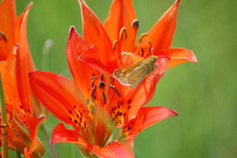 photo-dakota-skipper-insect-on-prairie-lily-north-dakota - Classroom ...