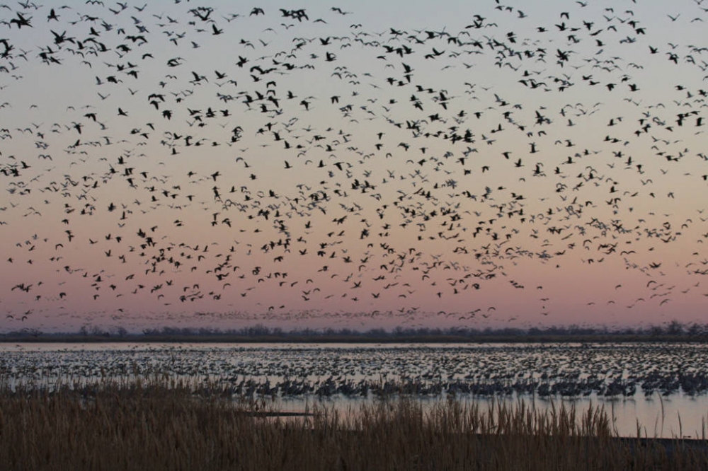 photo-hundreds-of-waterfowl-at-quivira-national-wildlife-refuge-kansas ...