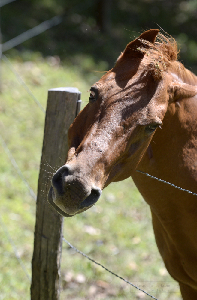 Picture of a Horse with Head Over fence - Classroom Clipart