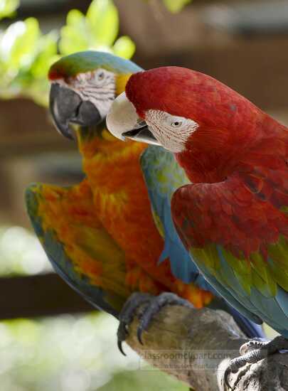Picture of Two Red Macaw Birds - Classroom Clip Art