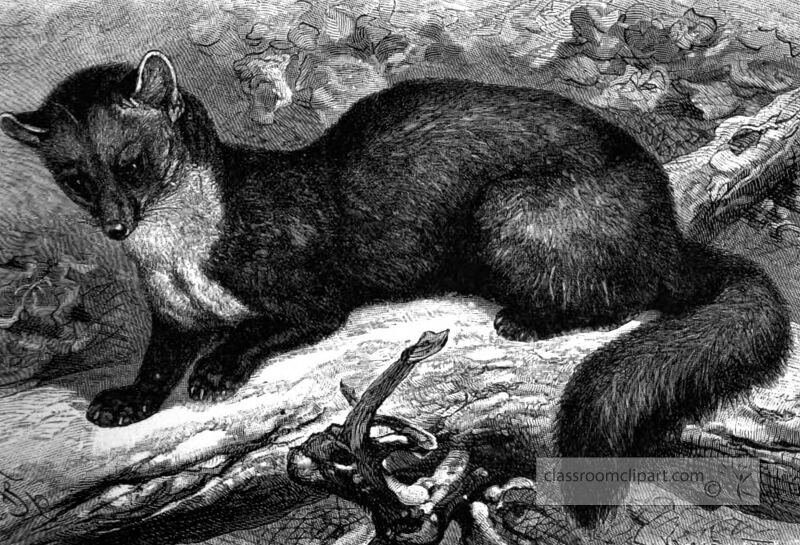 pine martin sitting on tree animal historical illustration - Classroom ...
