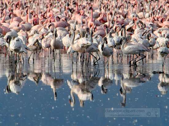 pink-flamingos-lake-nakuru-3a - Classroom Clip Art