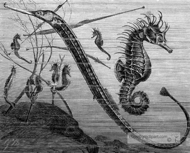 Ocean Animal Illustrations-pipe fish and sea horse bw animal illustration