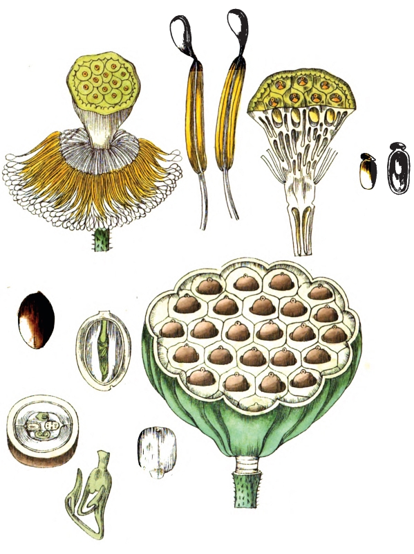 plant illustration various seeds - Classroom Clip Art