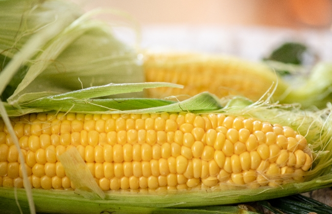 Vegetable Pictures-preparing fresh yellow corn to cook photo