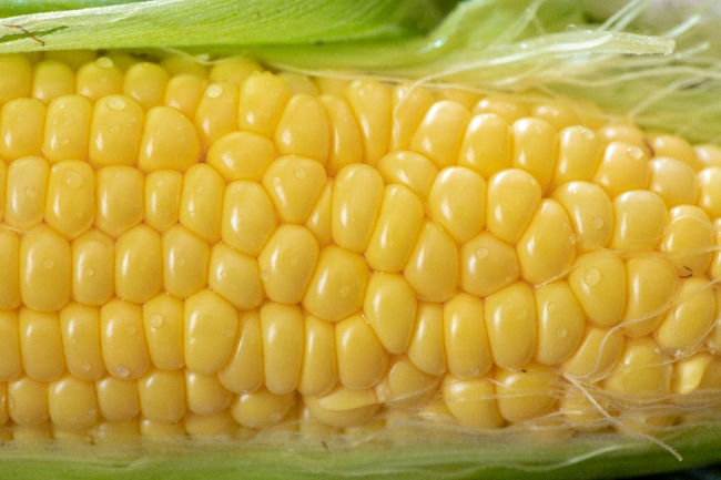 Vegetable Pictures-preparing fresh yellow corn to cook photo