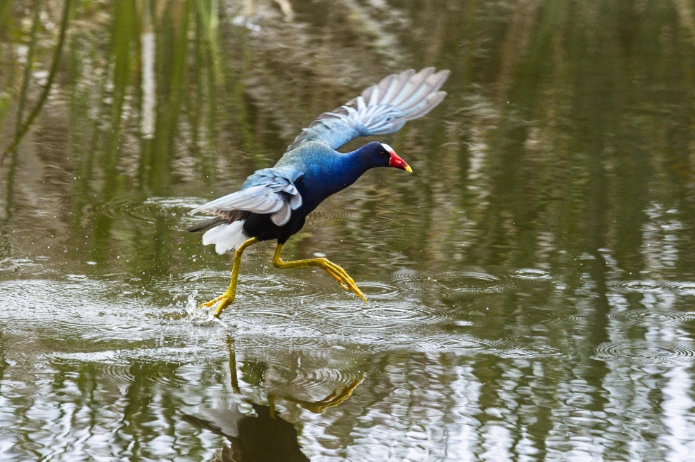 Purple gallinule bird in flight - Classroom Clip Art
