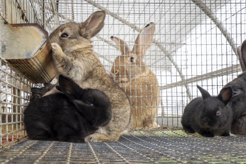 rabbits at a farm - Classroom Clip Art